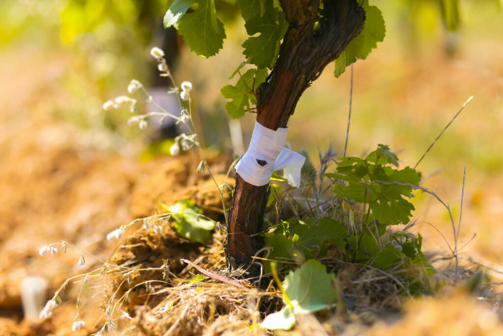 Worldwide Vineyards – The noble art of field grafting, Greffage et ...